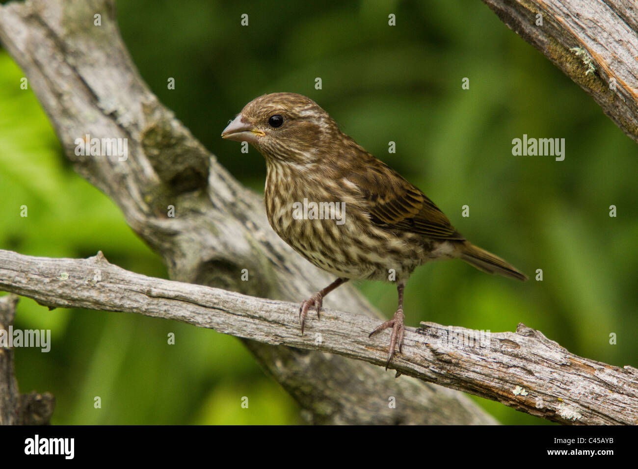 Lila fink carpodacus purpureus weiblich -Fotos und -Bildmaterial in ...