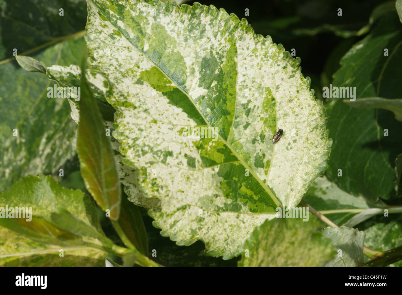 Populus jackii -Fotos und -Bildmaterial in hoher Auflösung – Alamy