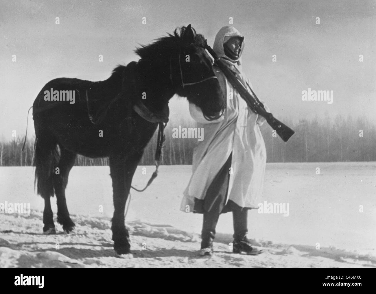 Panje horse -Fotos und -Bildmaterial in hoher Auflösung – Alamy
