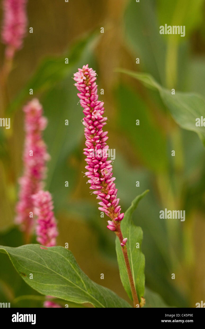Sumpf smartweed -Fotos und -Bildmaterial in hoher Auflösung – Alamy