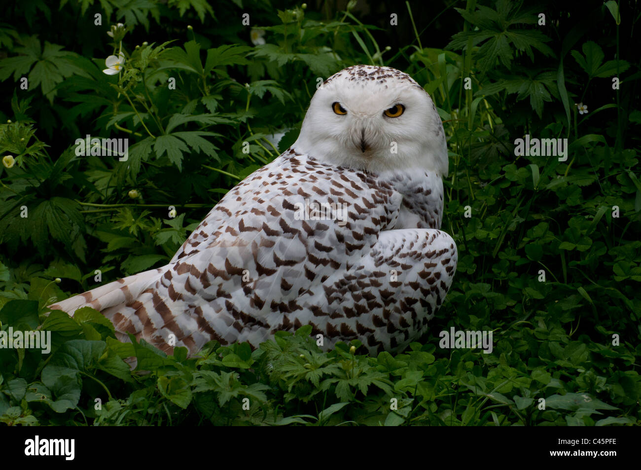 Snowy Owl On Arctic Tundra Stockfotos und -bilder Kaufen - Alamy
