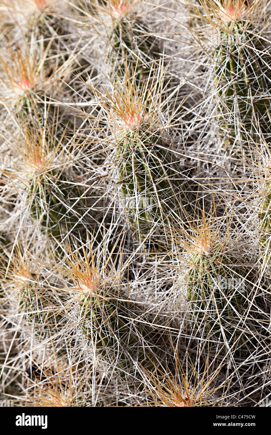 Close up stacheln -Fotos und -Bildmaterial in hoher Auflösung – Alamy