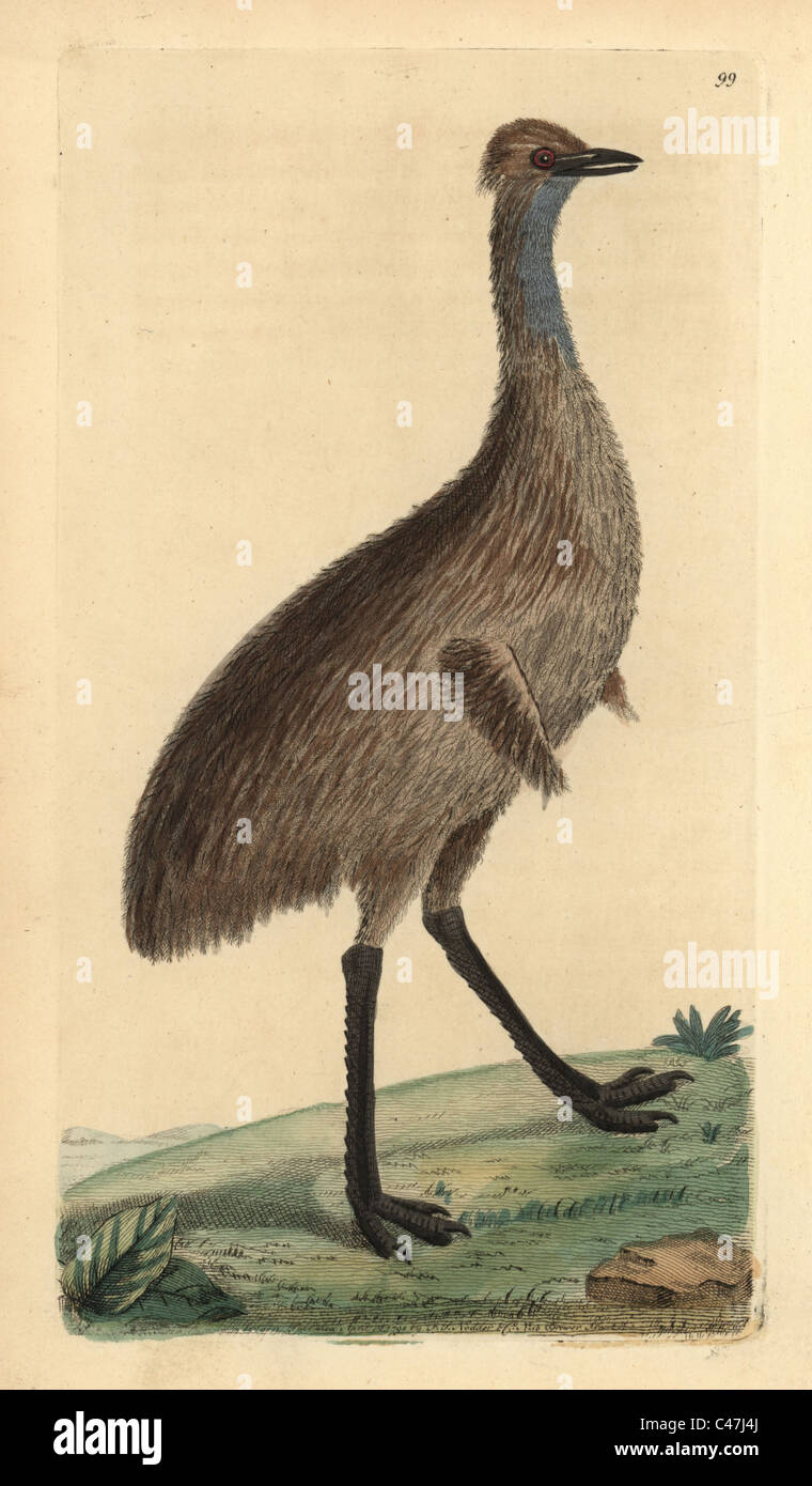 Kasuar australien -Fotos und -Bildmaterial in hoher Auflösung – Alamy