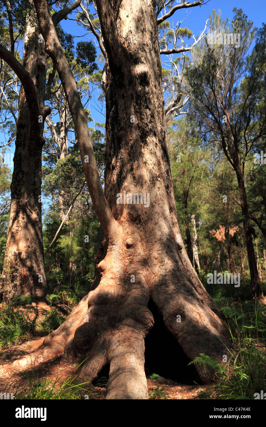 Tingle baum australien -Fotos und -Bildmaterial in hoher Auflösung – Alamy
