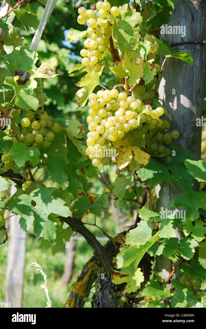 Weisse weintraube an der rebe -Fotos und -Bildmaterial in hoher ...