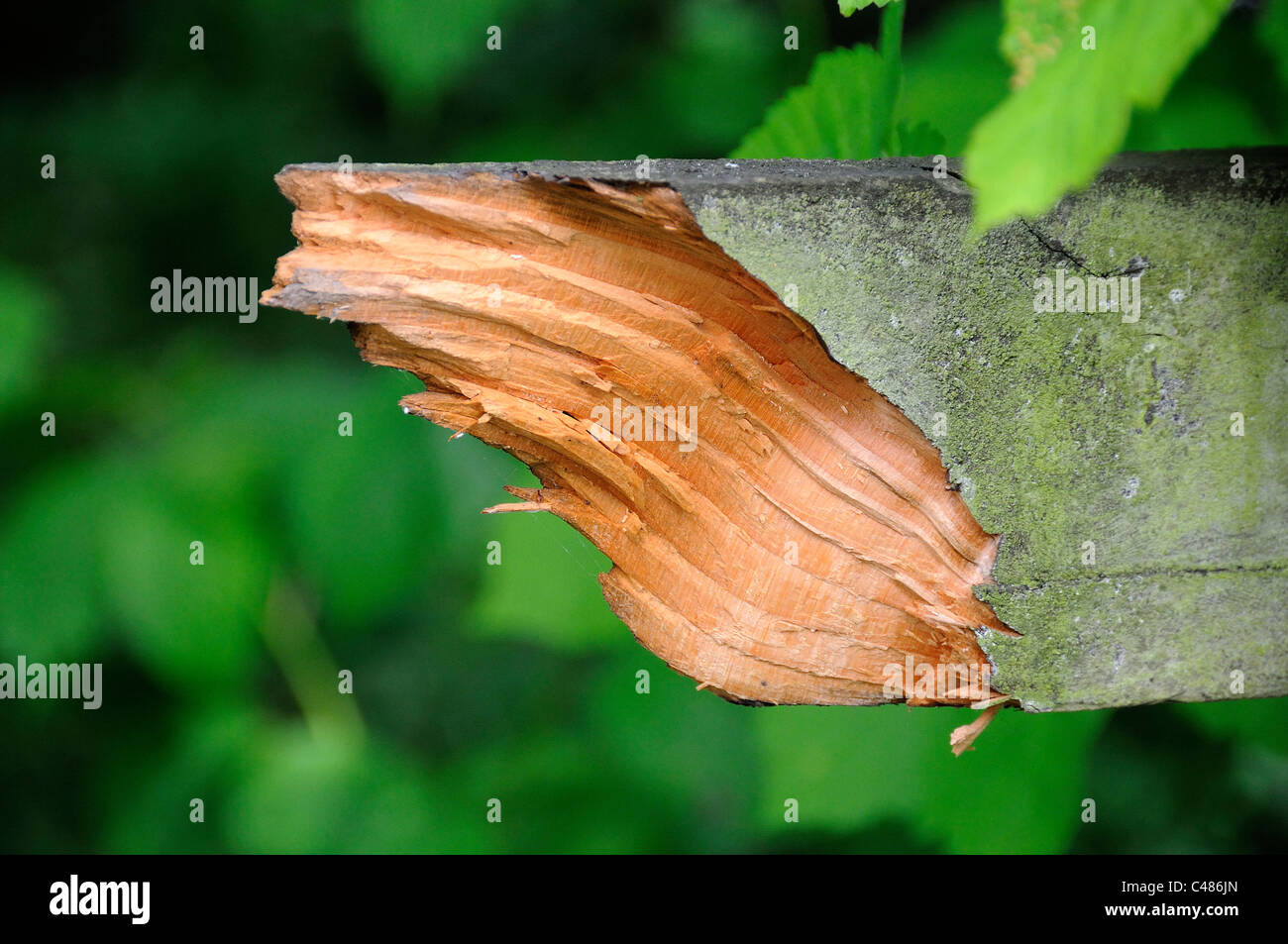 Aus holz ausbrechen -Fotos und -Bildmaterial in hoher Auflösung – Alamy