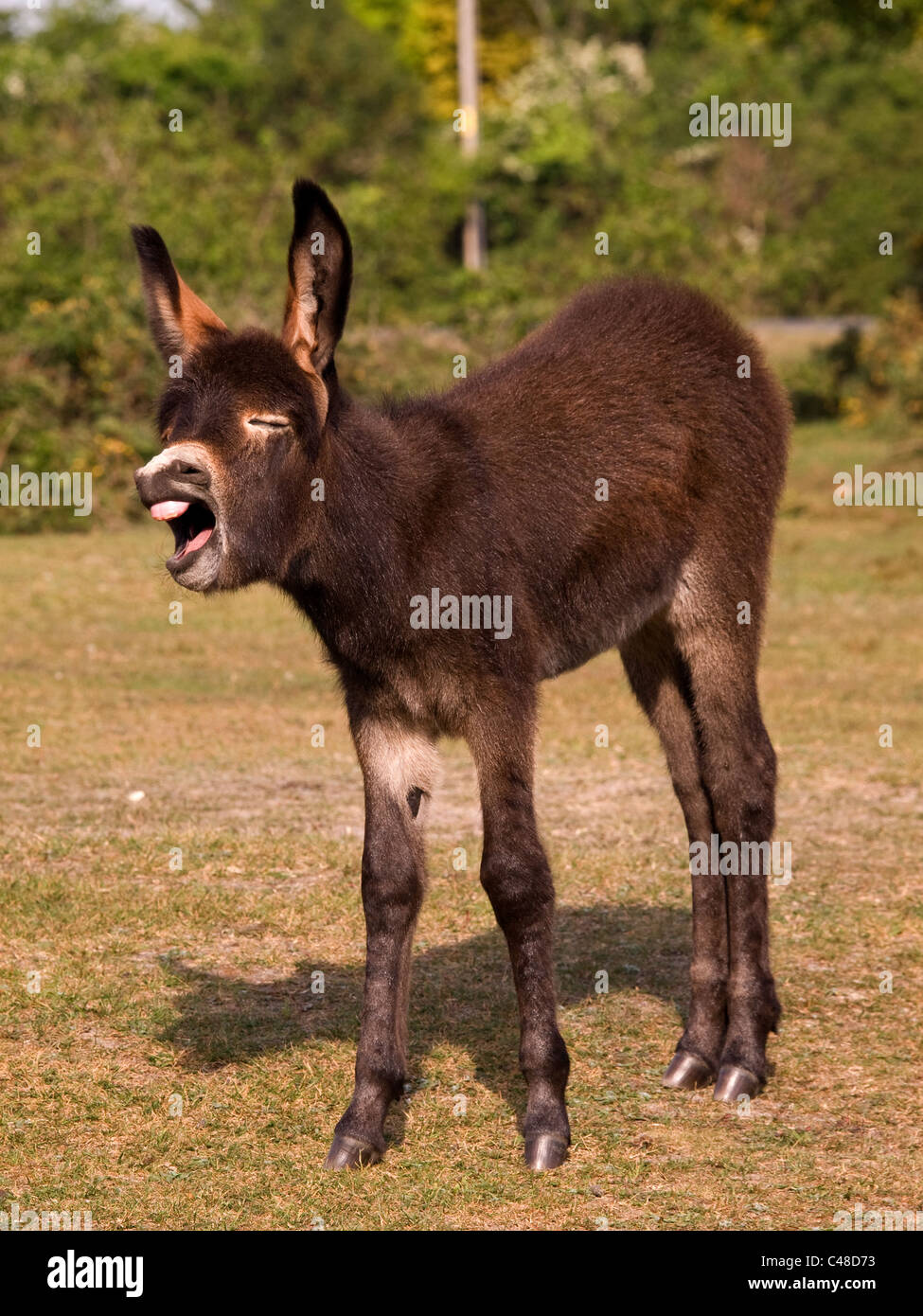 Junge wilde Esel in der New Forest Nationalpark Hampshire England UK ...