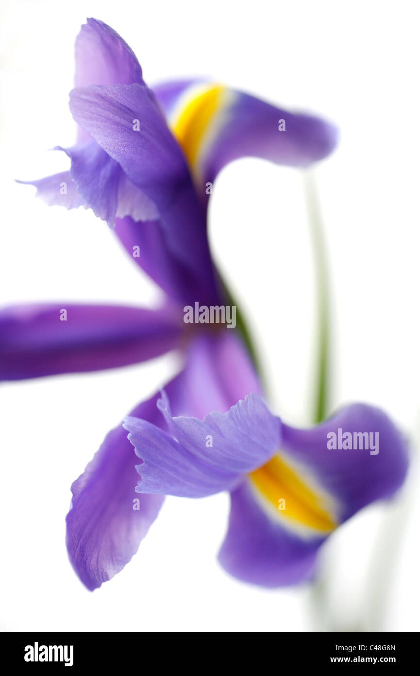 Iris reticulata -Fotos und -Bildmaterial in hoher Auflösung – Alamy