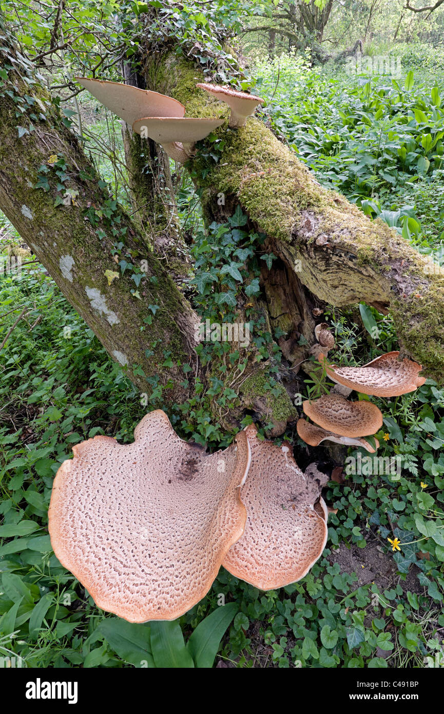 Dryaden Sattel Sapperton Valley Nature Reserve, Stroud, Gloucestershire ...