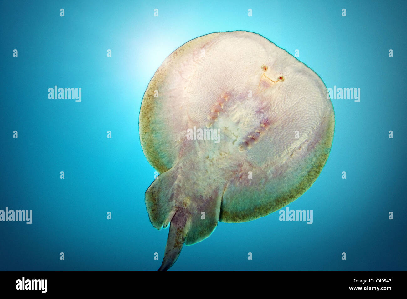 Elektrischer strahl -Fotos und -Bildmaterial in hoher Auflösung – Alamy