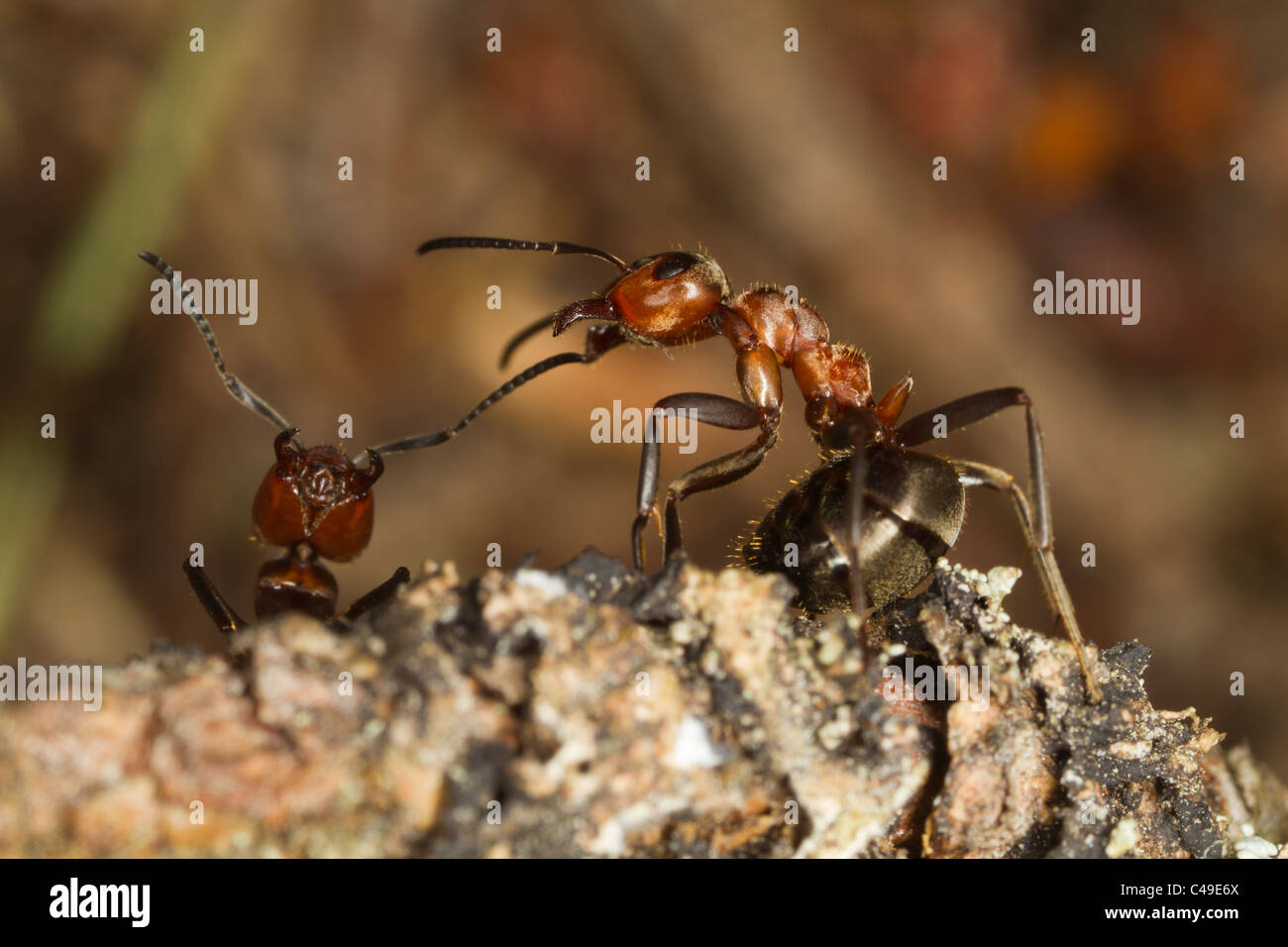 Aggressive ameisen -Fotos und -Bildmaterial in hoher Auflösung – Alamy