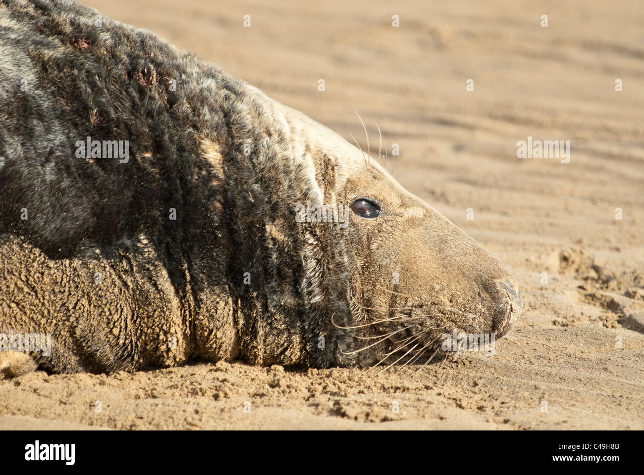 Kegelrobbe atlantischer stier -Fotos und -Bildmaterial in hoher ...