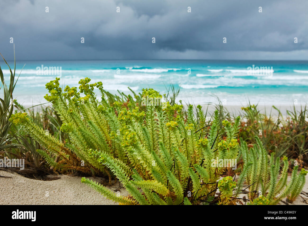 Sand dune vegetation plants -Fotos und -Bildmaterial in hoher Auflösung ...