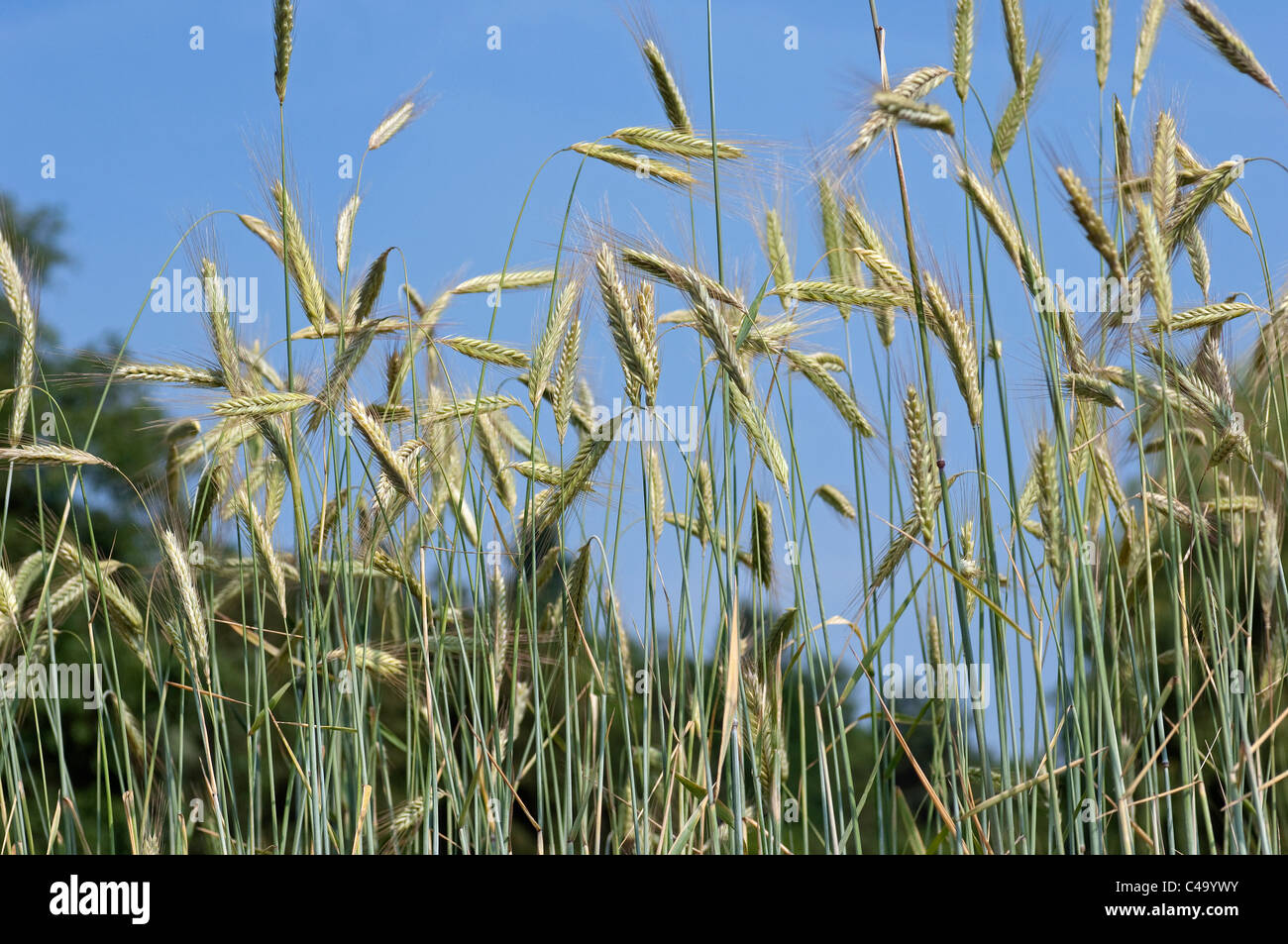 Roggenfeld secale cereale -Fotos und -Bildmaterial in hoher Auflösung ...