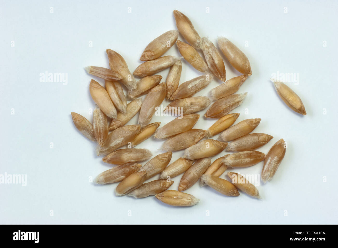 Triticale triticosecale -Fotos und -Bildmaterial in hoher Auflösung – Alamy