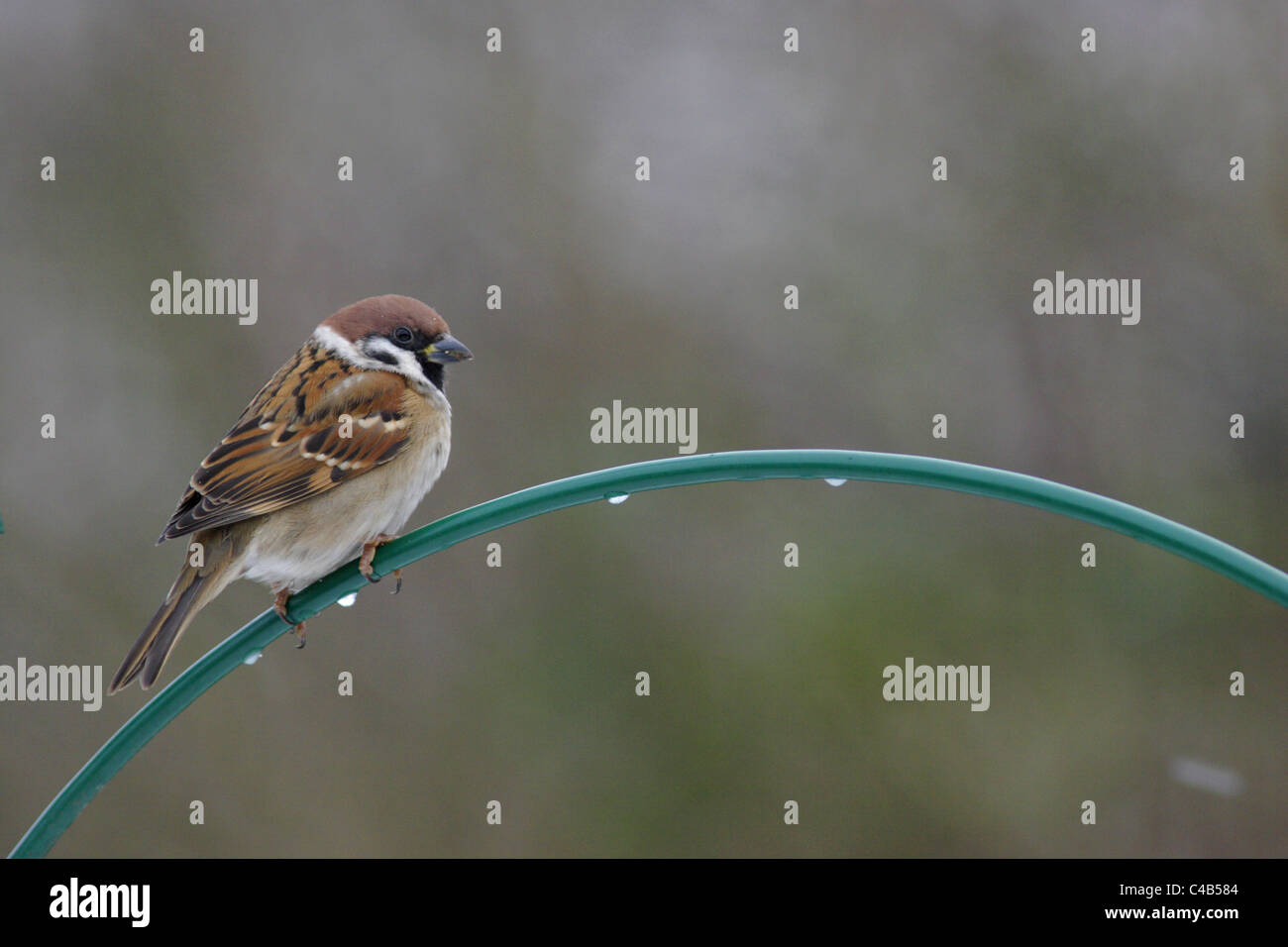 Baum-Spatz (Passer Montanus), Winter, UK Stockfotografie - Alamy