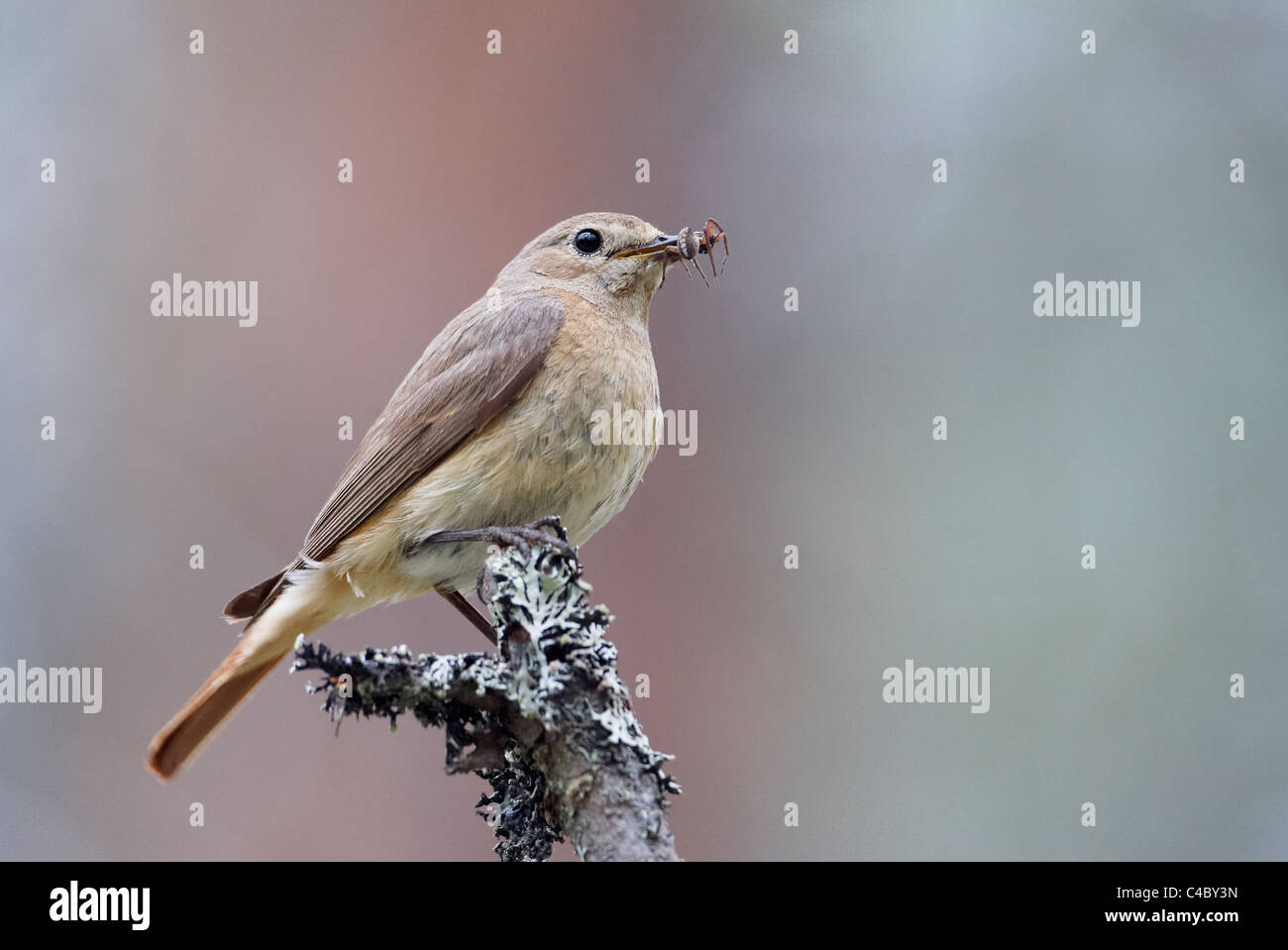 Vogelschnabel voller insekten -Fotos und -Bildmaterial in hoher ...