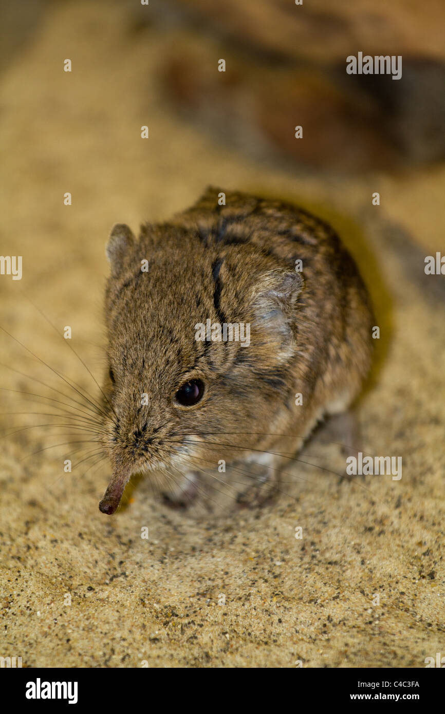 Elefant spitzmaus -Fotos und -Bildmaterial in hoher Auflösung – Alamy