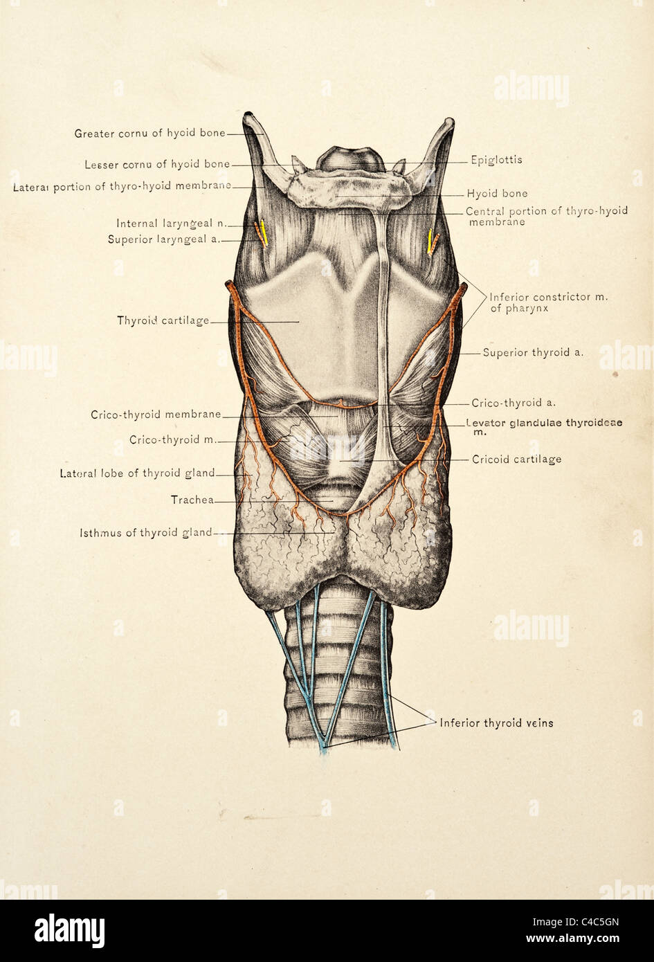 Trachea and esophagus -Fotos und -Bildmaterial in hoher Auflösung – Alamy