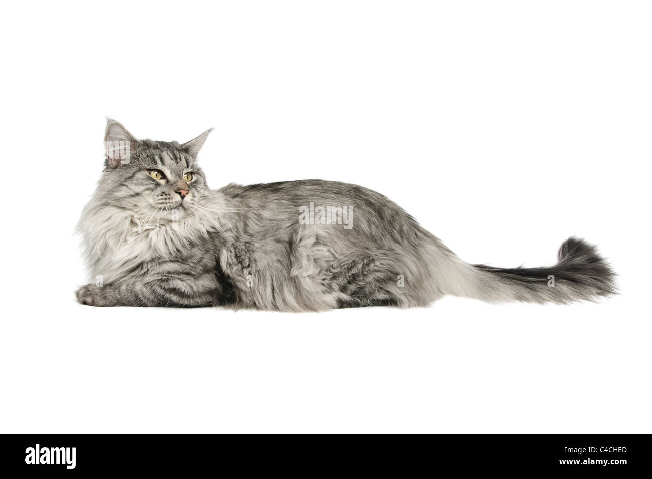 Katze liegend Ausgeschnittene Stockfotos und -bilder - Alamy