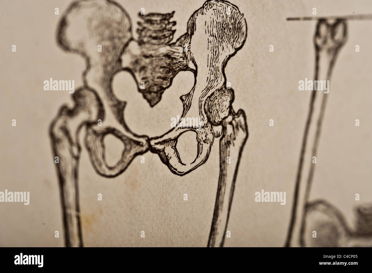 Hip bone -Fotos und -Bildmaterial in hoher Auflösung – Alamy