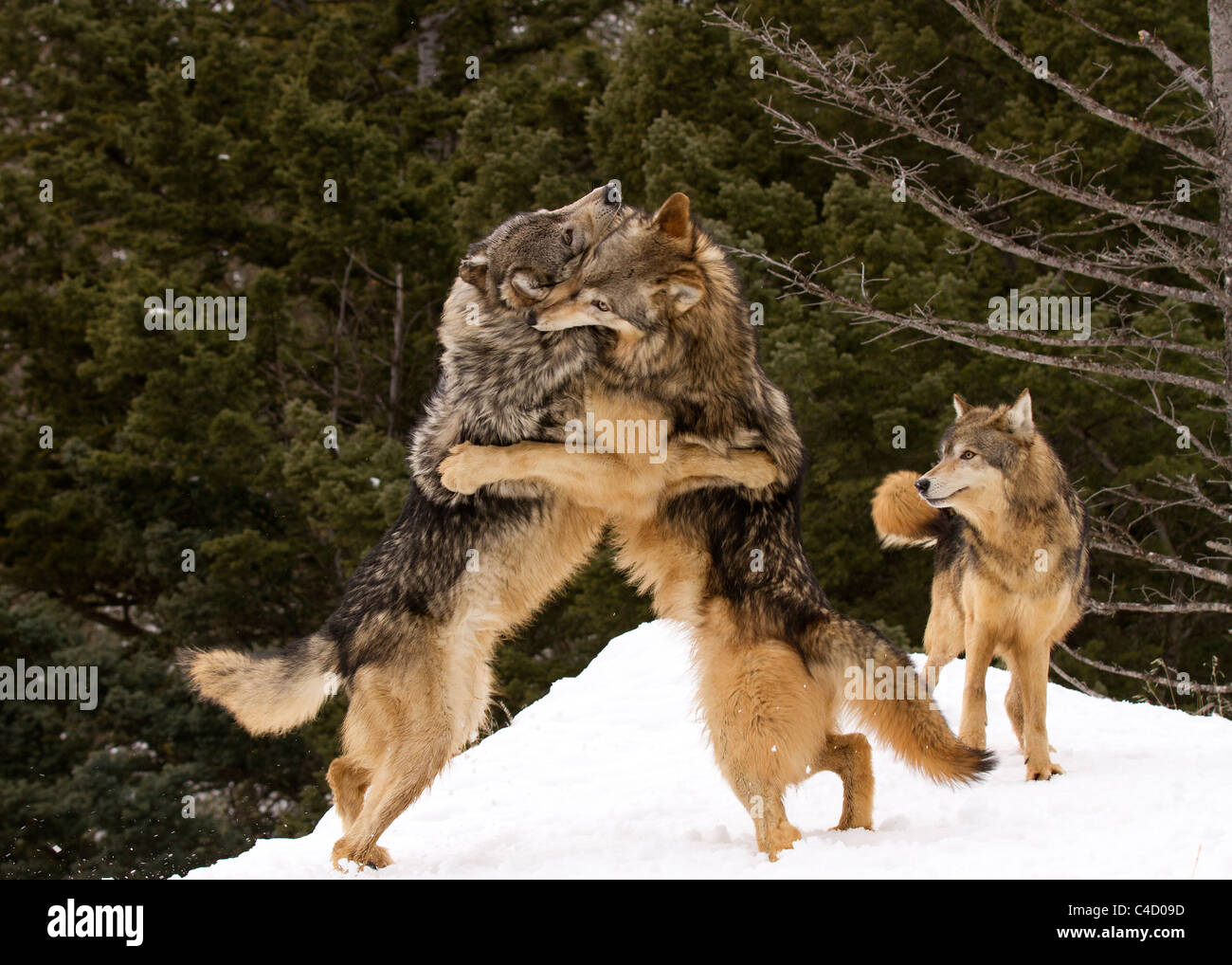 Grey Wolf, Canis Lupus kämpfen Stockfotografie - Alamy