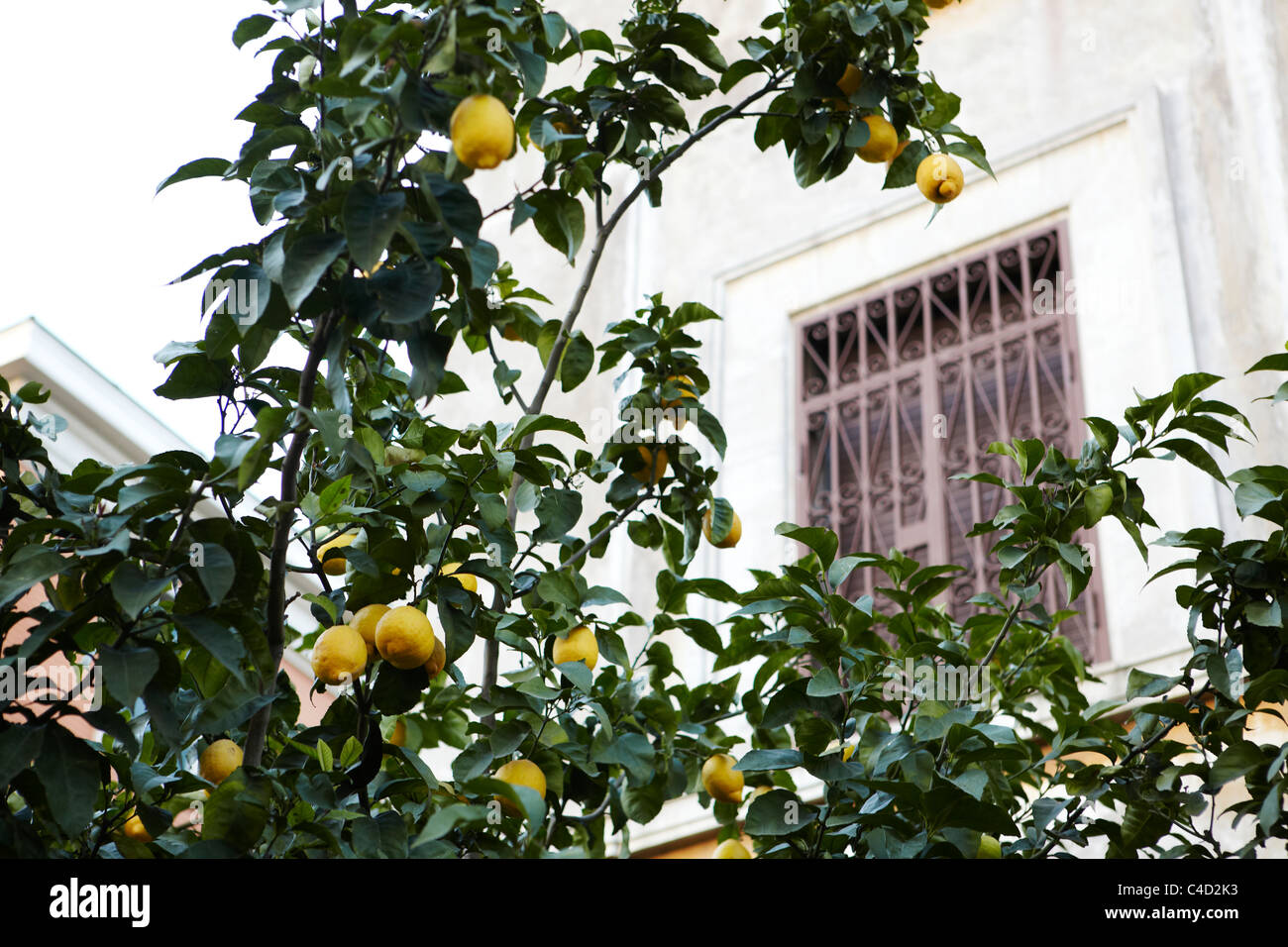 Zitronenbaum Italien Stockfotos und -bilder Kaufen - Alamy