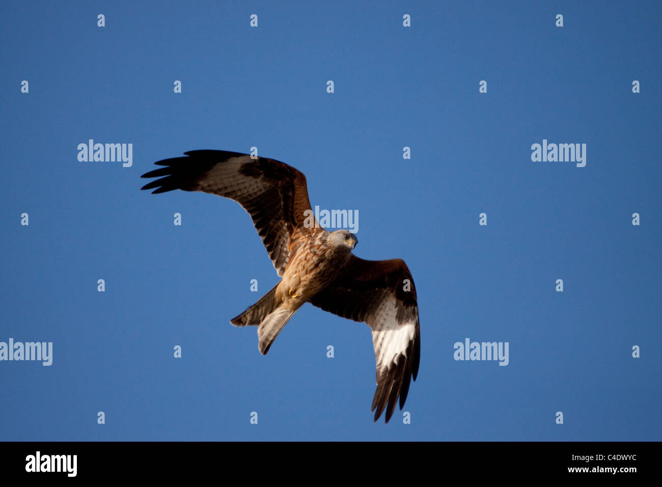 Rotmilan im Flug, West Wales Stockfotografie - Alamy