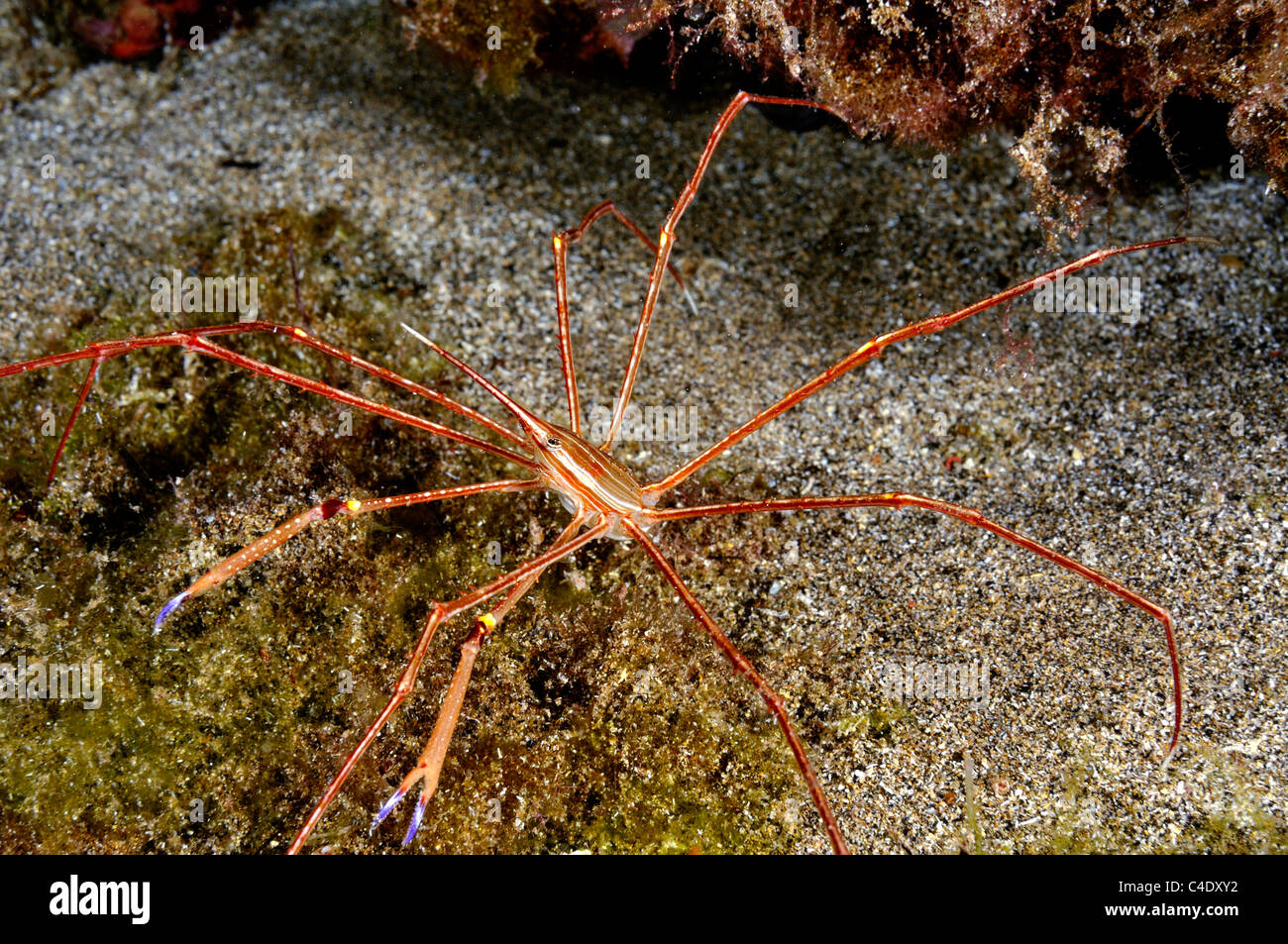 Krebstiere unterwasser marine -Fotos und -Bildmaterial in hoher ...