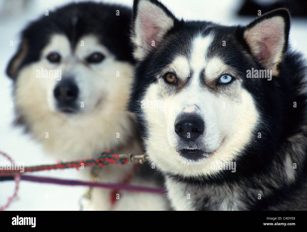 Die Augen ein Siberian Husky ist braun und blau, wie im close-up ...