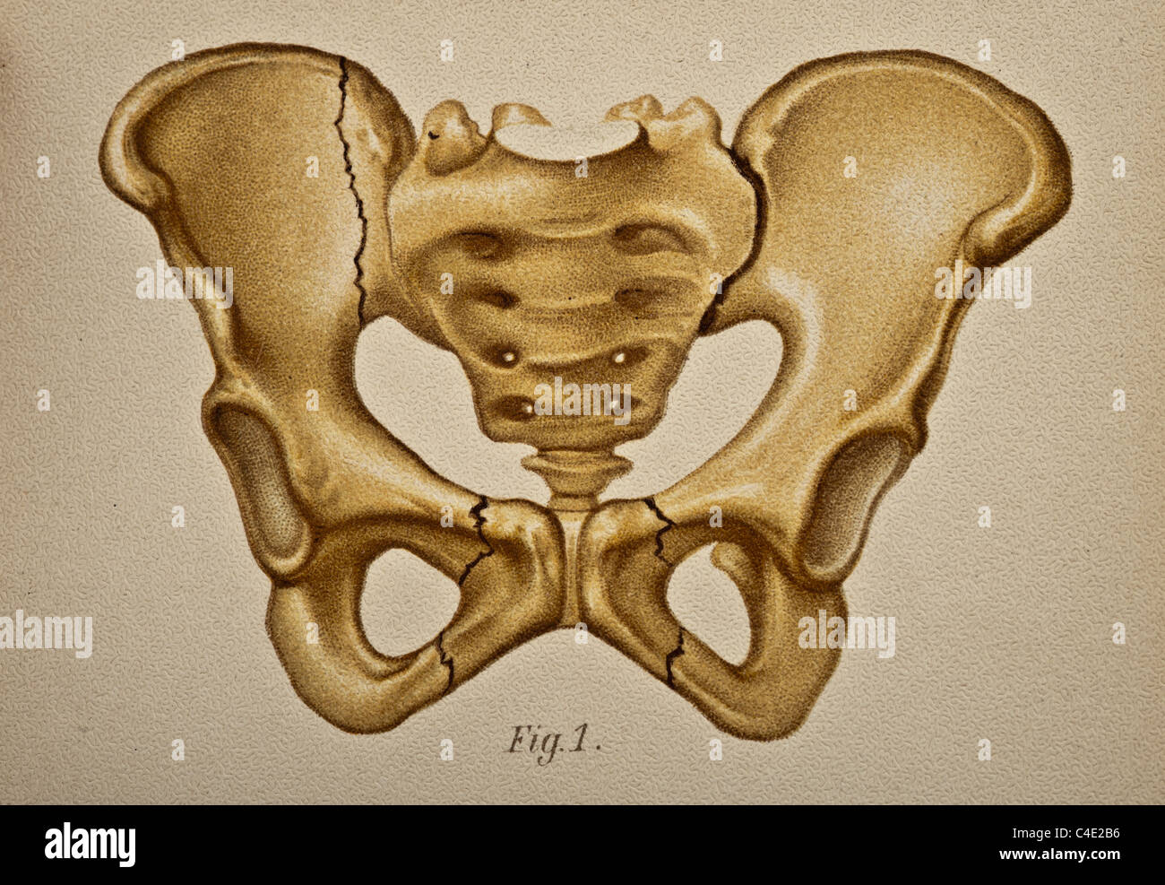 Antike medizinische Illustration der Becken-Knochen Stockfotografie - Alamy