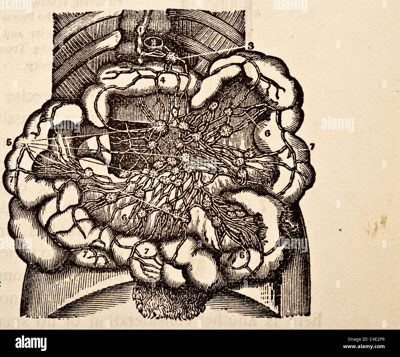 Abdominal Cavity Stockfotos und -bilder Kaufen - Seite 2 - Alamy