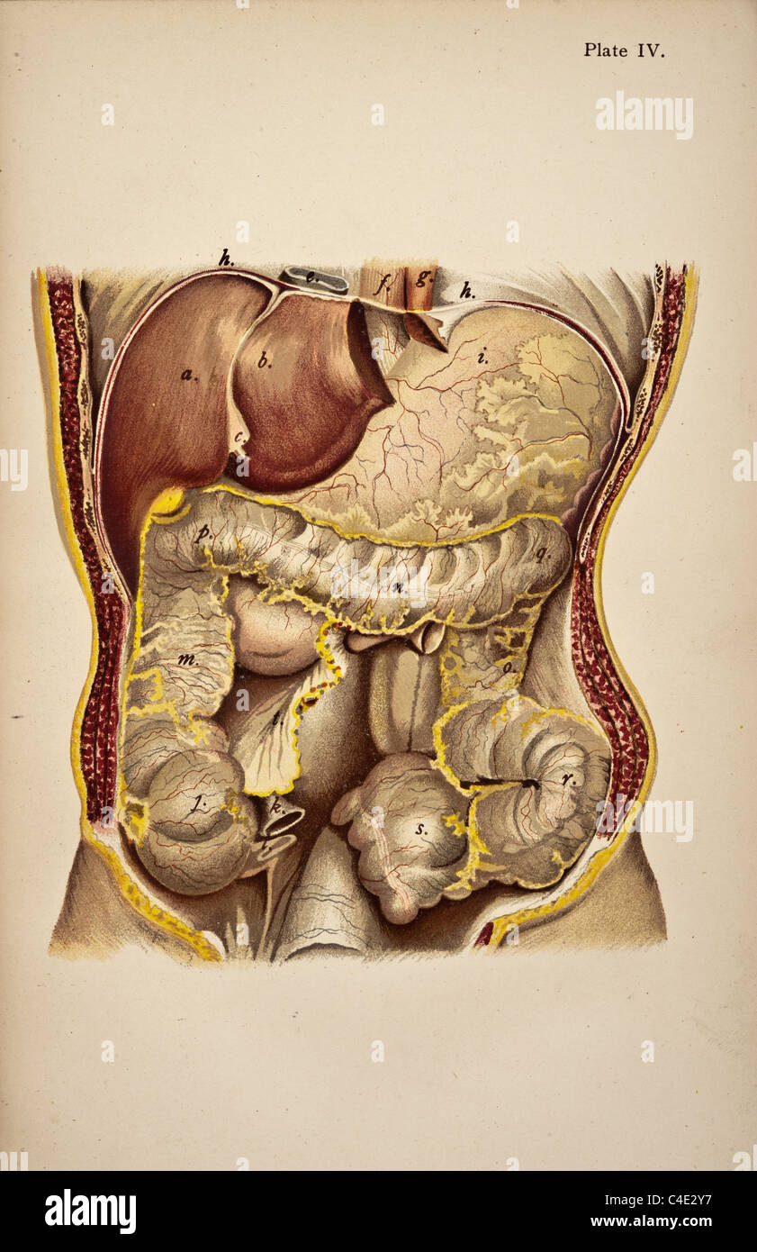 Antike medizinische Illustration des menschlichen Eingeweide, inneren ...