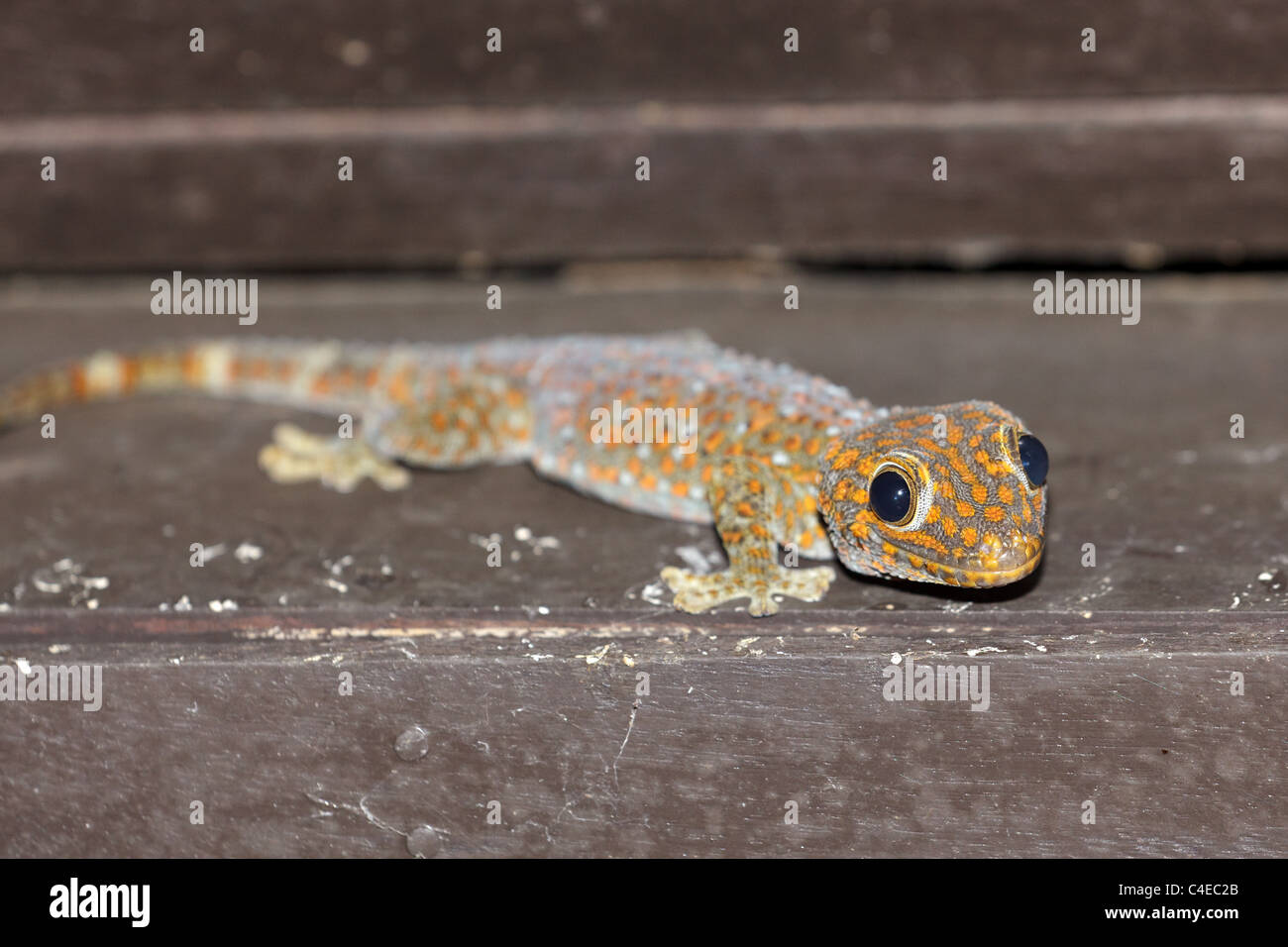 Asian house gecko -Fotos und -Bildmaterial in hoher Auflösung – Alamy
