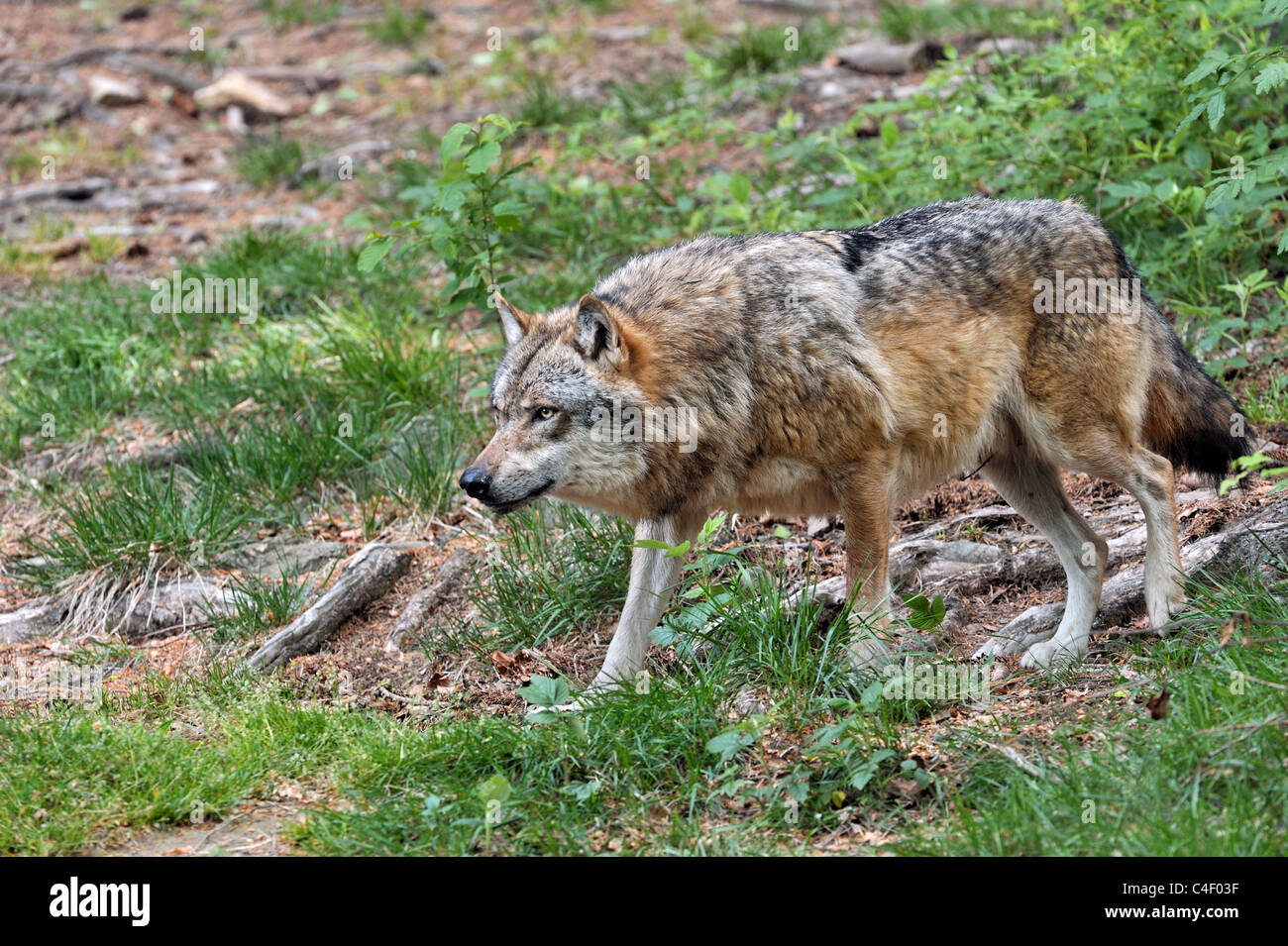 Stiel beute -Fotos und -Bildmaterial in hoher Auflösung – Alamy