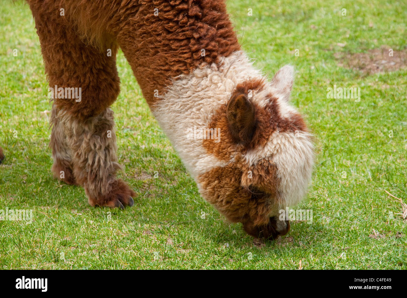 Alpaca eating grass -Fotos und -Bildmaterial in hoher Auflösung – Alamy