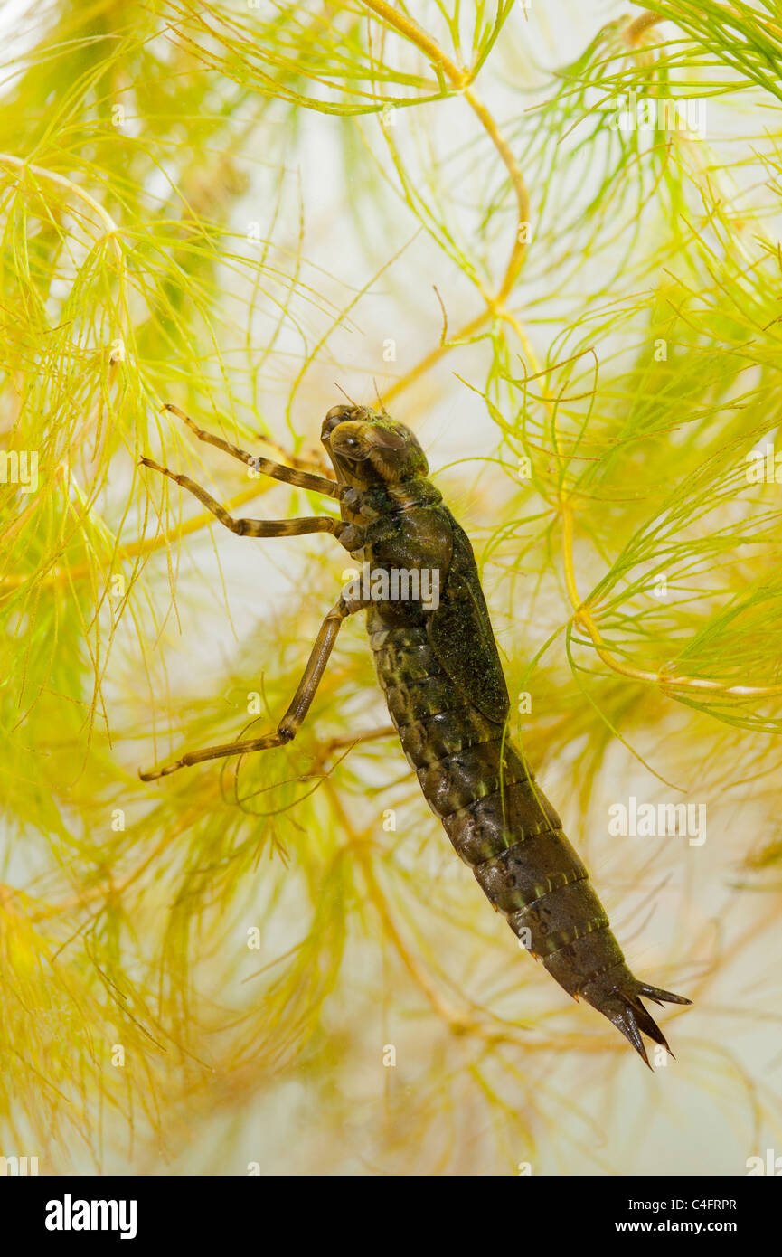 Eine Libelle Nymphe (Larven) schwimmen in einem Aquarium im Vereinigten ...