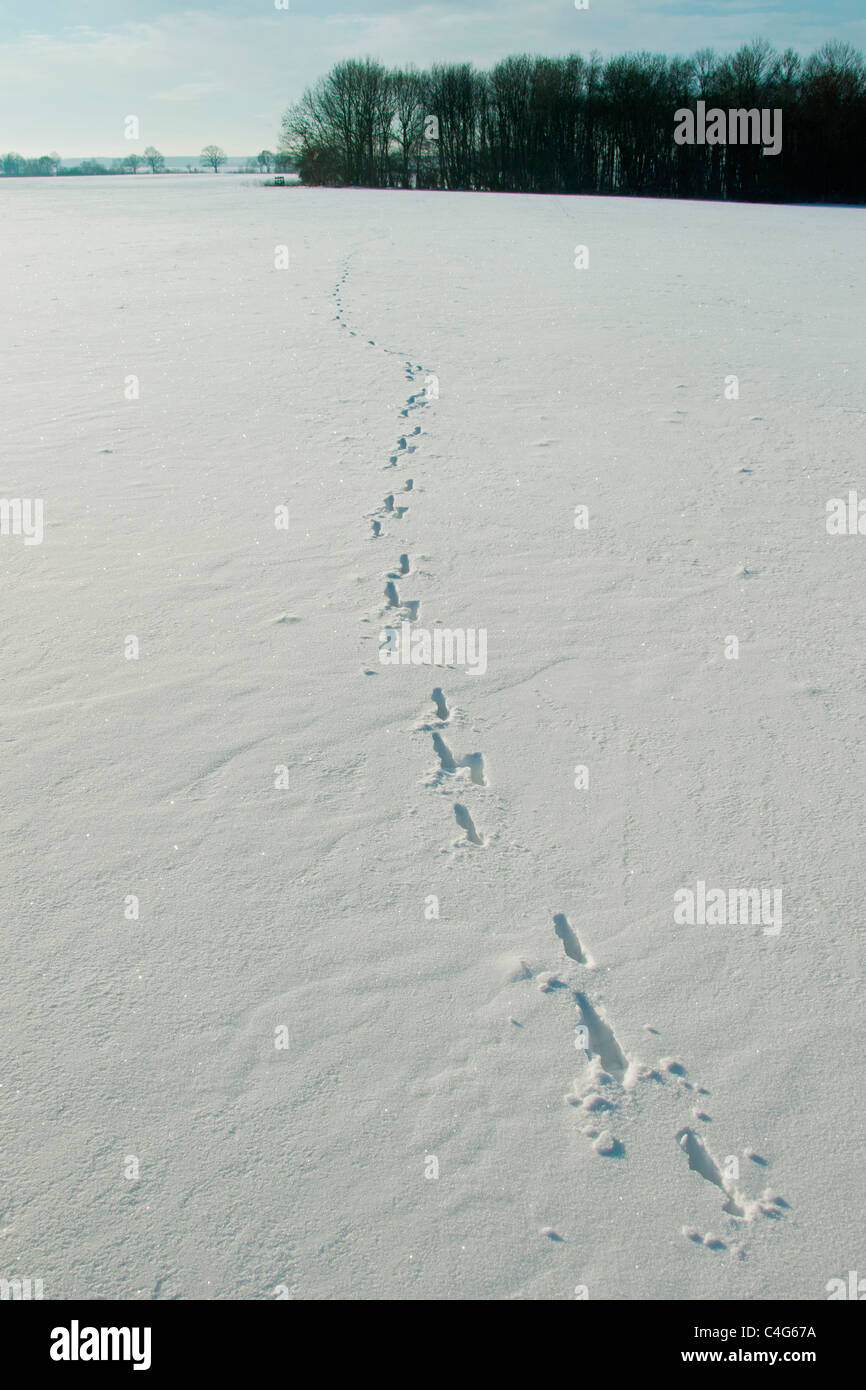 Reh - Spur im Schnee Stockfotografie - Alamy