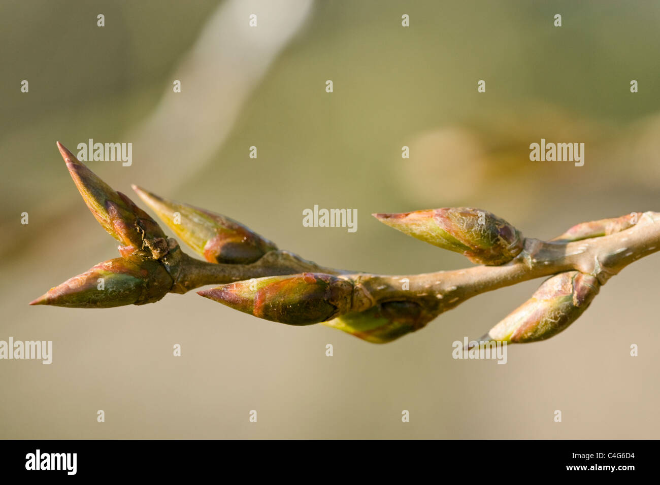 Schwarz-Pappel Hybrid Populus Nigra x Deltamuskel (p. X Canadensis ...