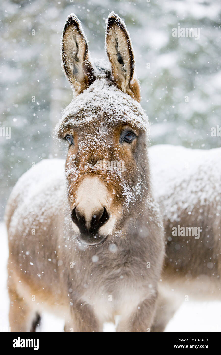 Miniatur Esel im Schnee Stockfotografie - Alamy
