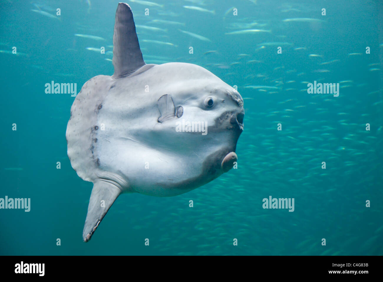 Ocean sunfish -Fotos und -Bildmaterial in hoher Auflösung – Alamy
