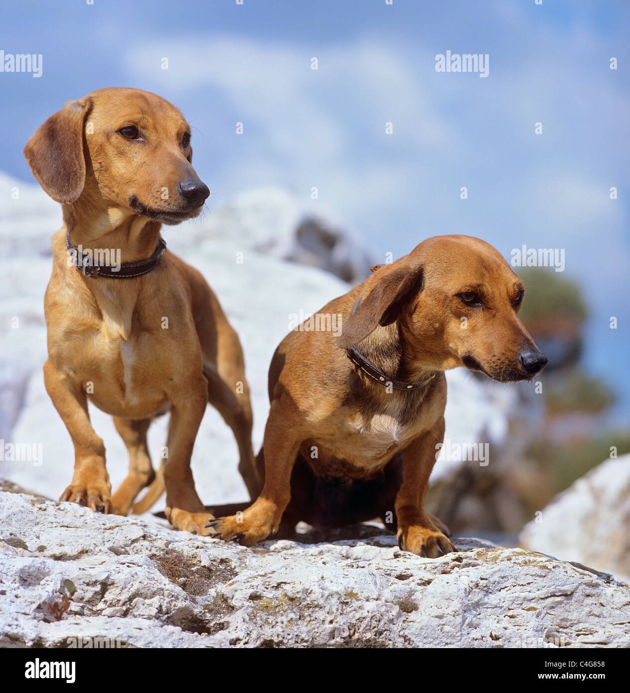 zwei Kurzhaar-Dackel Hunde Stockfotografie - Alamy