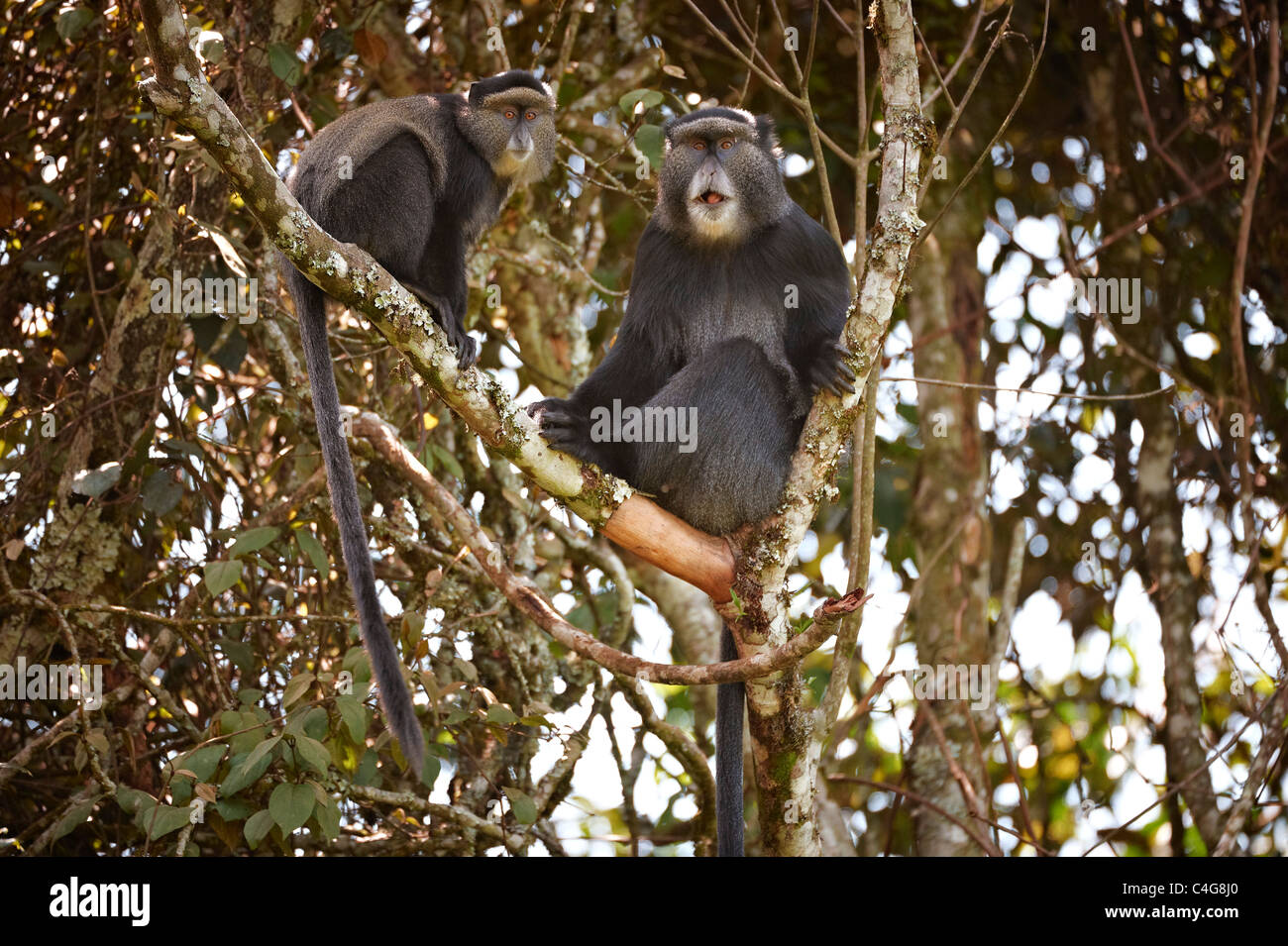 Zwei affen 2 affen -Fotos und -Bildmaterial in hoher Auflösung – Alamy