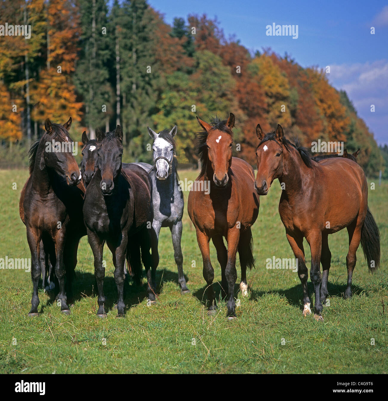Stehendes pferd verschiedene tiere -Fotos und -Bildmaterial in hoher ...