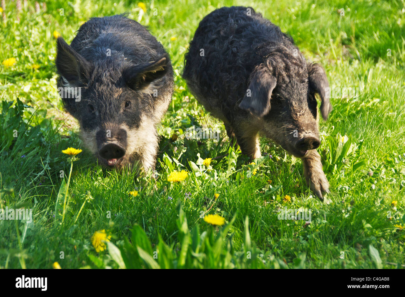 Mangalitza pigs -Fotos und -Bildmaterial in hoher Auflösung – Alamy