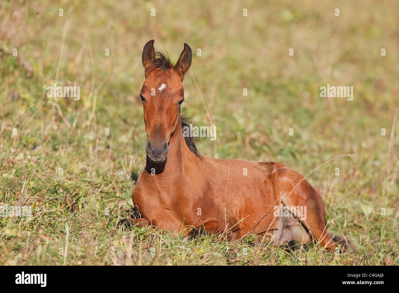 Kabardin pferd -Fotos und -Bildmaterial in hoher Auflösung – Alamy