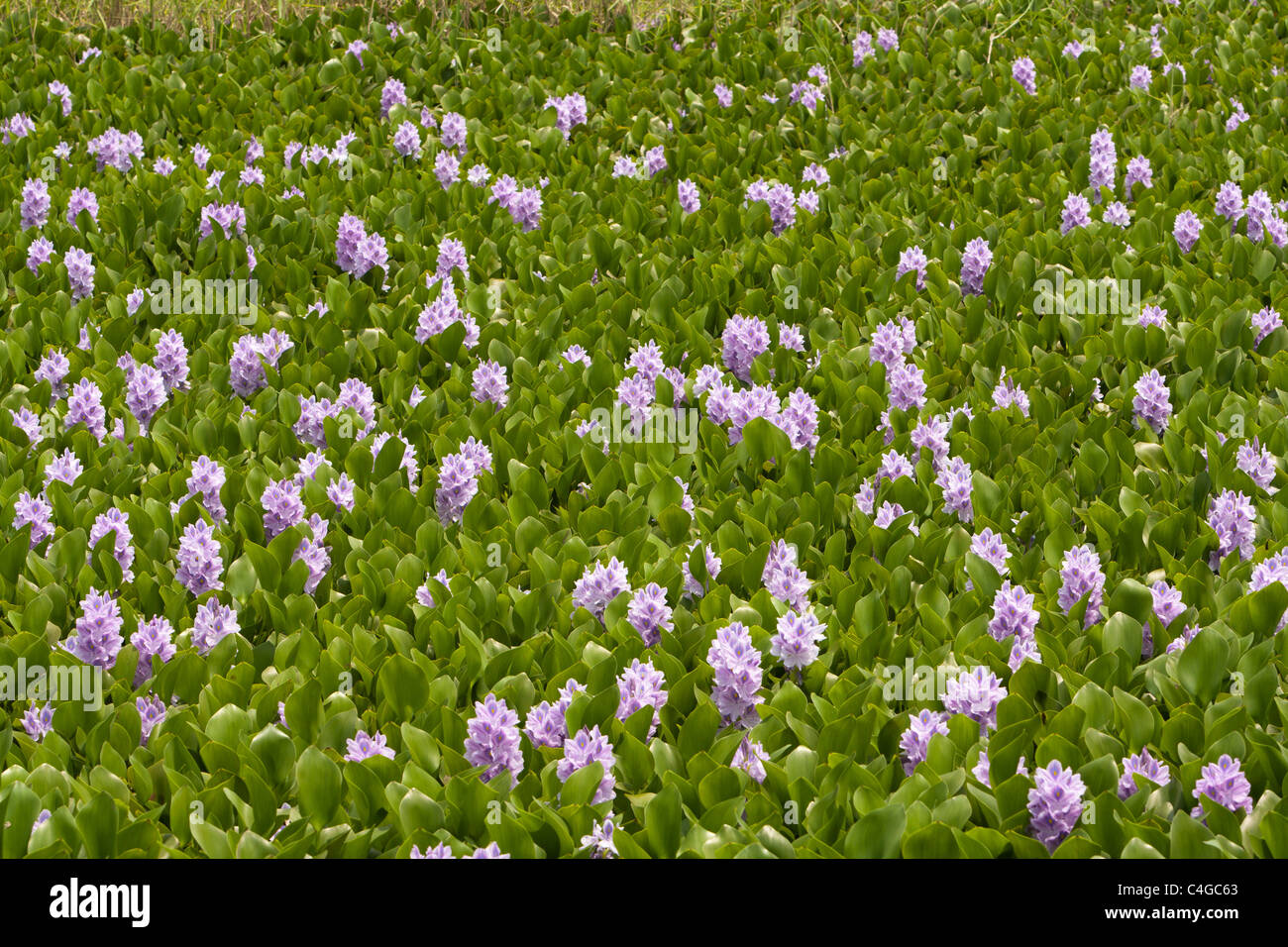 Gemeinsame Wasserhyazinthe (Eichhornia crassipes) floating mehrjährige ...