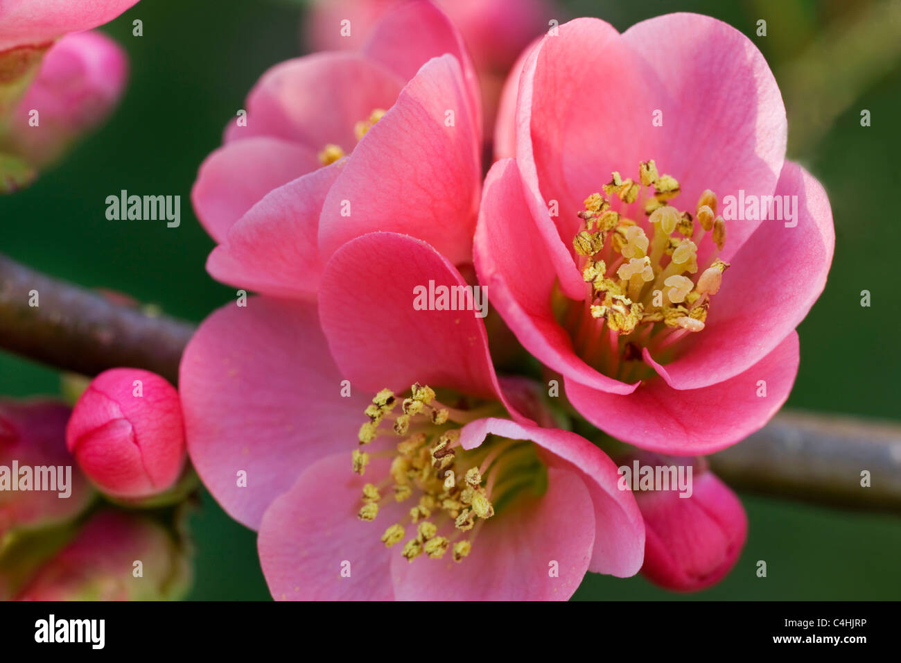 Japanische quitte chaenomeles -Fotos und -Bildmaterial in hoher ...