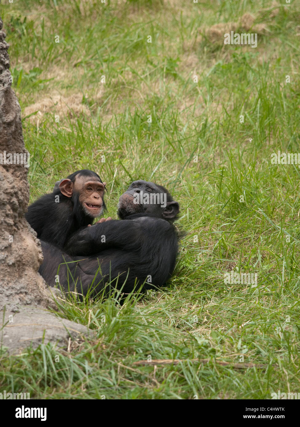 Baby ape smile -Fotos und -Bildmaterial in hoher Auflösung – Alamy