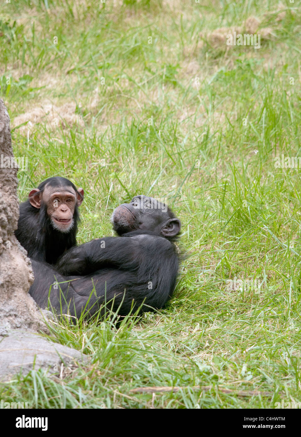 Baby ape smile -Fotos und -Bildmaterial in hoher Auflösung – Alamy